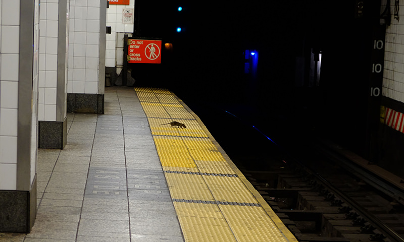 New York’s City’s Rat Czar: Progress so far - metroSTOR
